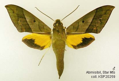 Papua Insects Foundation (Lepidoptera/Sphingidae/Gnathothlibus meeki)